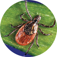 Types of Ticks in New York - Stony Brook Medicine Health News