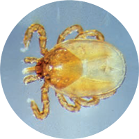 Types of Ticks in New York - Stony Brook Medicine Health News