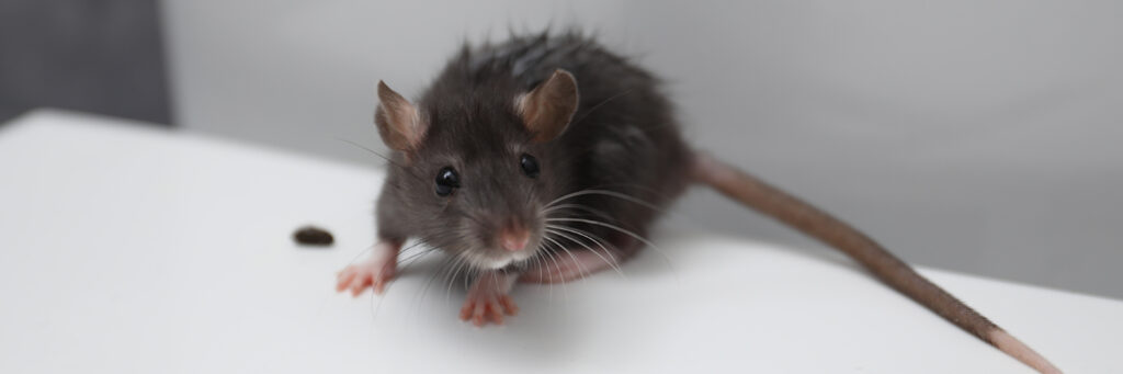 Hantavirus: Key Symptoms, Prevention & Risks