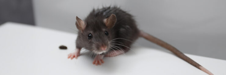 Hantavirus: Key Symptoms, Prevention & Risks
